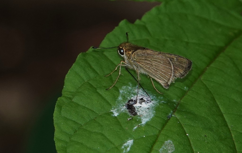 Ocola Skipper from Rupununi Rd, Annai, Guyana on January 22, 2022 at 12 ...