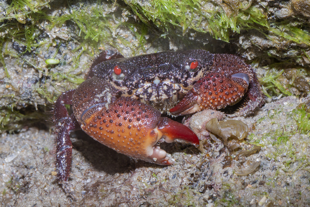 Ferocious reef crab from Cyrene Reefs, Singapore on February 1, 2022 at ...