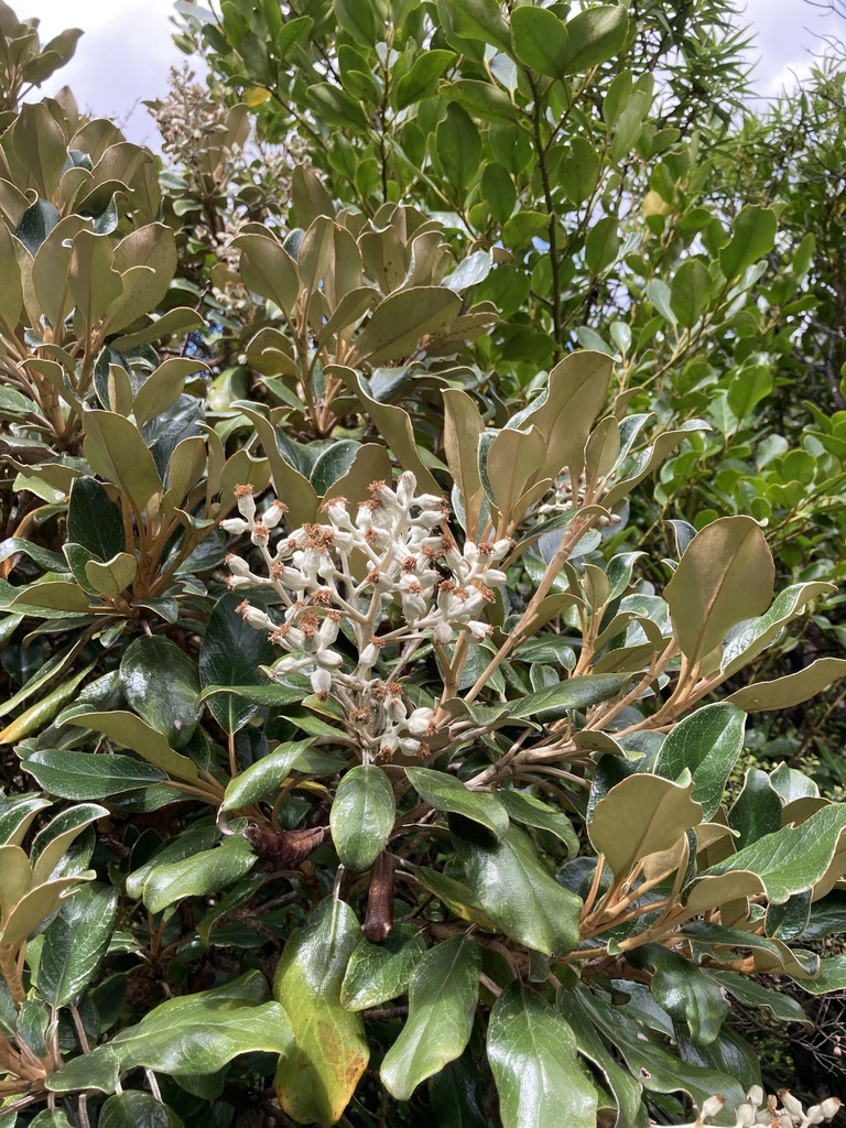 Brachyglottis elaeagnifolia from New Plymouth District, Taranaki, New ...