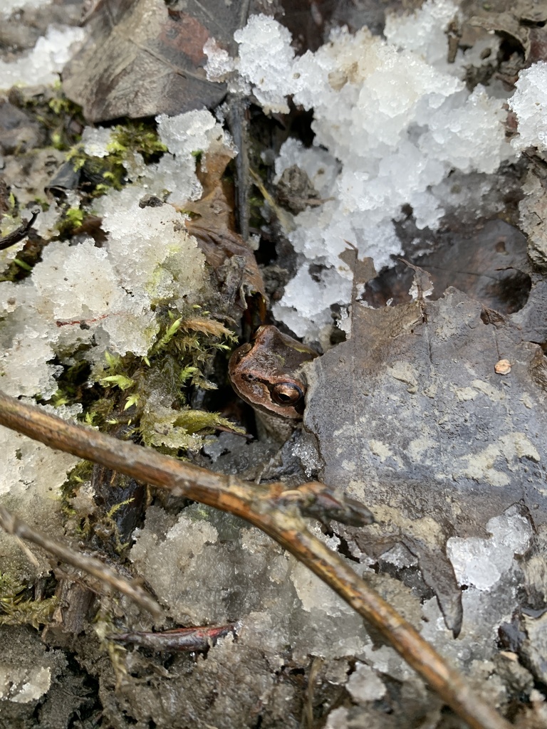 Northern Pacific Tree Frog from Acme, WA, US on February 01, 2022 at 10 ...