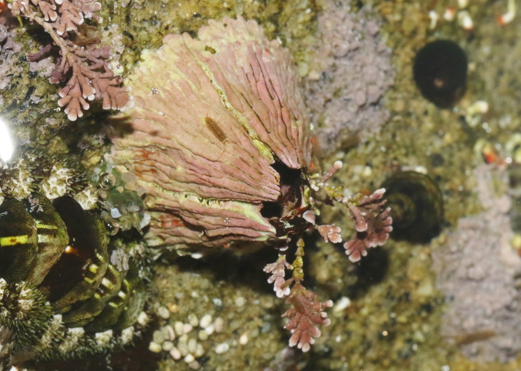 Pink Volcano Barnacle from La Jolla, San Diego, CA, USA on January 31 ...