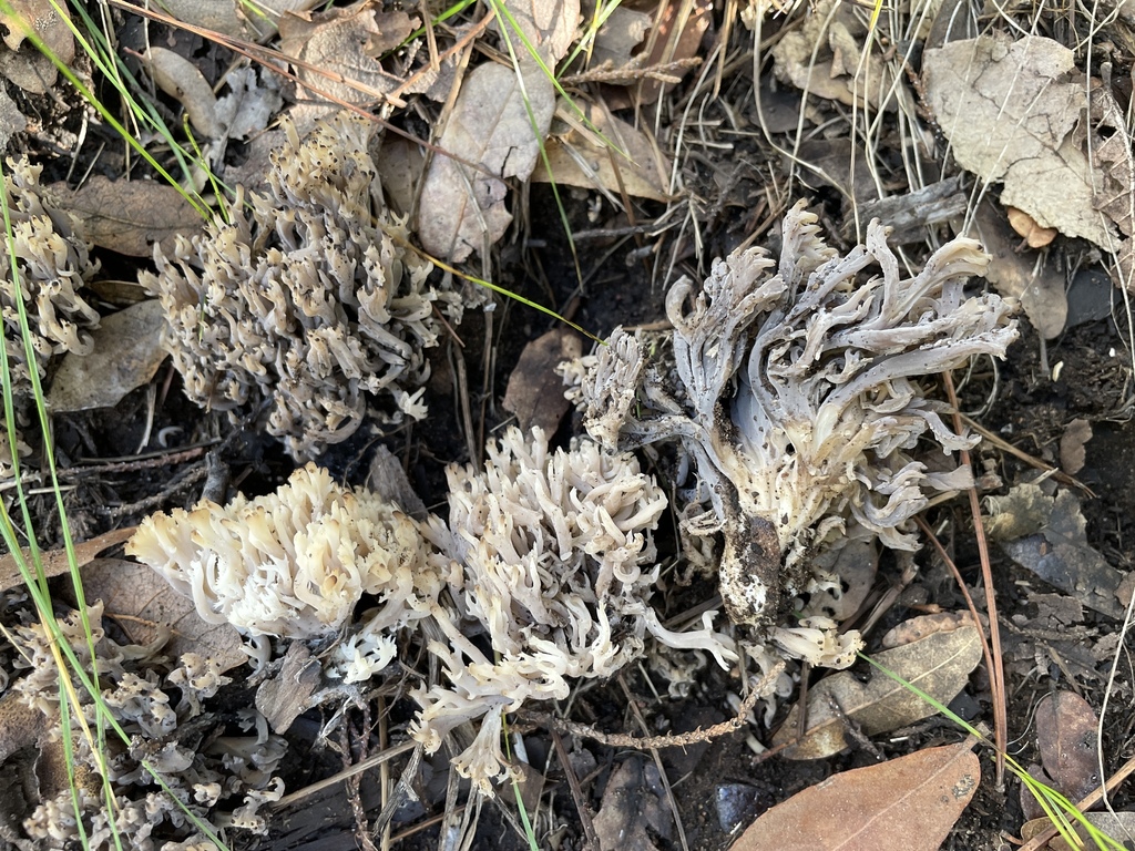 Clavulina from Cochise County, AZ, USA on August 22, 2021 at 05:23 PM ...