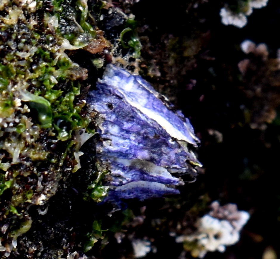 Austrobalanus imperator from Sydney NSW, Australia on February 01, 2022 ...