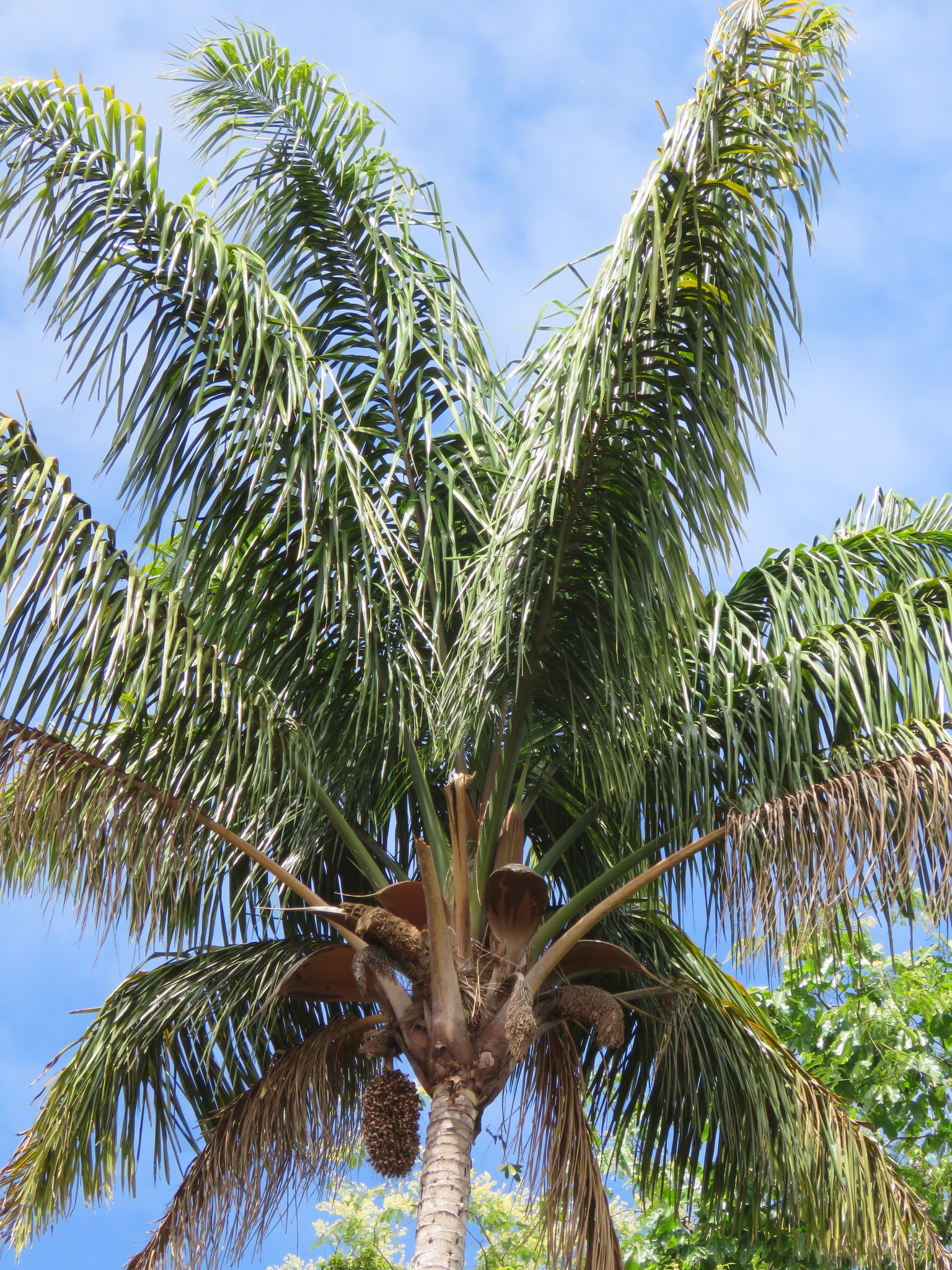 Attalea maripa (Aubl.) Mart.