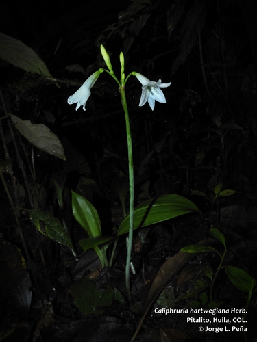 Caliphruria hartwegiana · iNaturalist