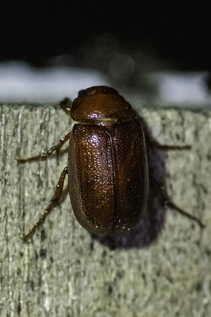 Scarabs from Armidale NSW 2350, Australia on January 31, 2022 at 08:13 ...