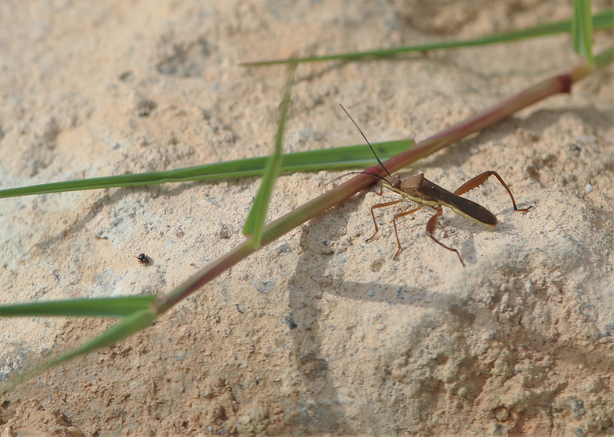 Riptortus linearis (Fabricius, 1775)