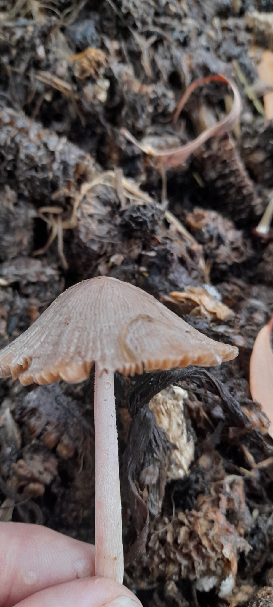 Bolbitius coprophilus (Peck) Hongo