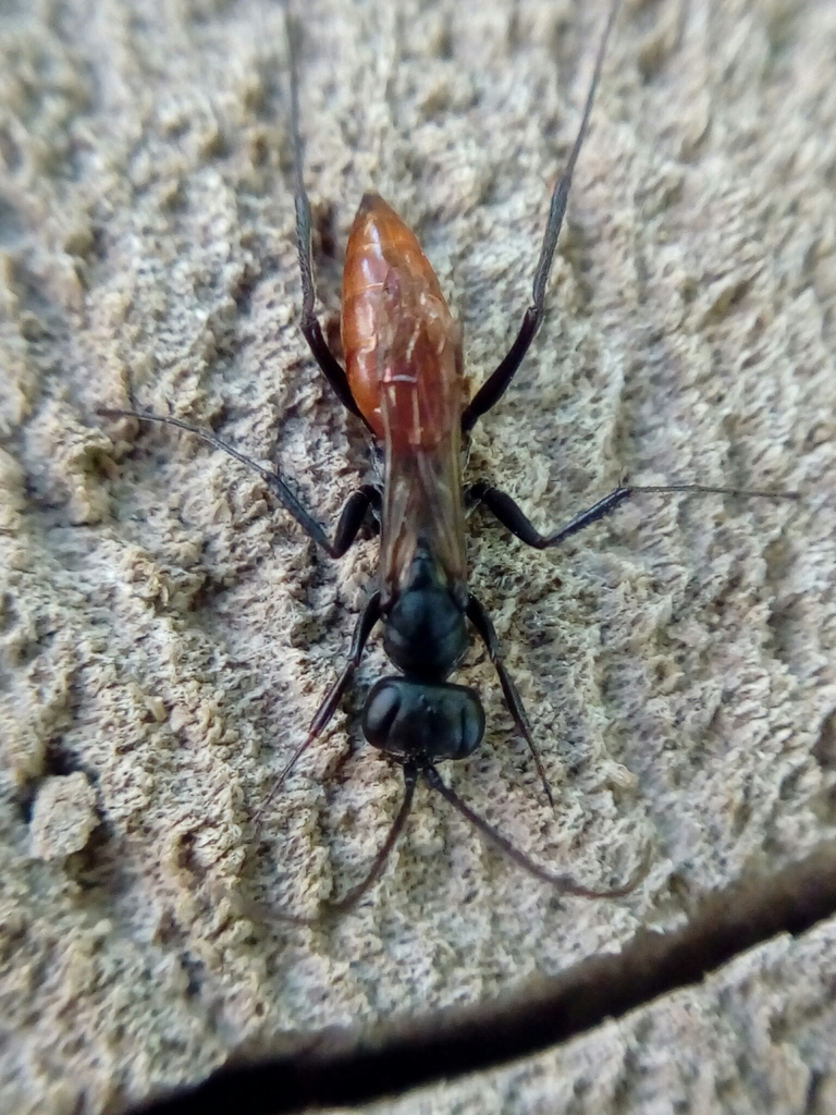 Spider Wasps from Dolavon on January 12, 2022 at 01:26 PM by Horacio ...