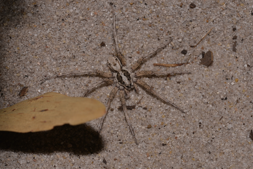 Wolf Spiders from Forster NSW 2428, Australia on January 13, 2022 at 09 ...