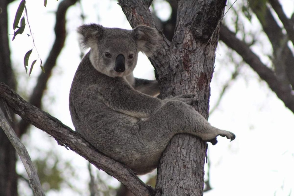 Koala from 20 Oxhill Drive, Gin Gin QLD 4671, Australia on December 8 ...