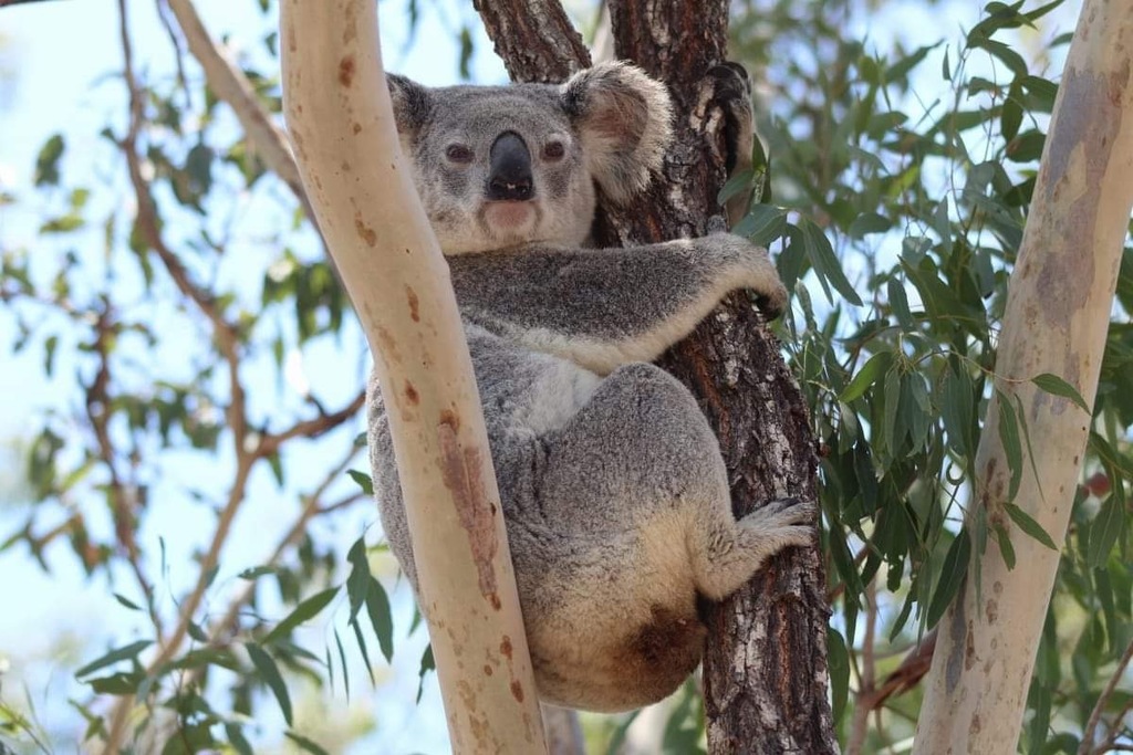 Koala from 20 Oxhill Drive, Gin Gin QLD 4671, Australia on December 8 ...