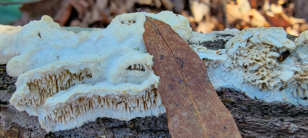 Milk-white Toothed Polypore from Charlotte, NC, USA on February 01 ...