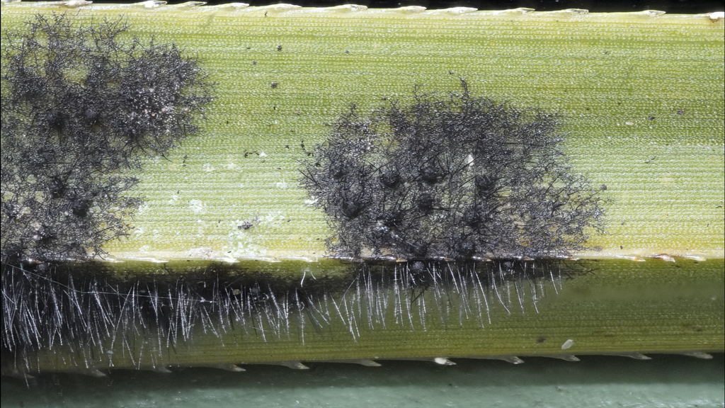 Meliolales from Demerara-Mahaica, Guyana on December 20, 2021 at 11:59 ...