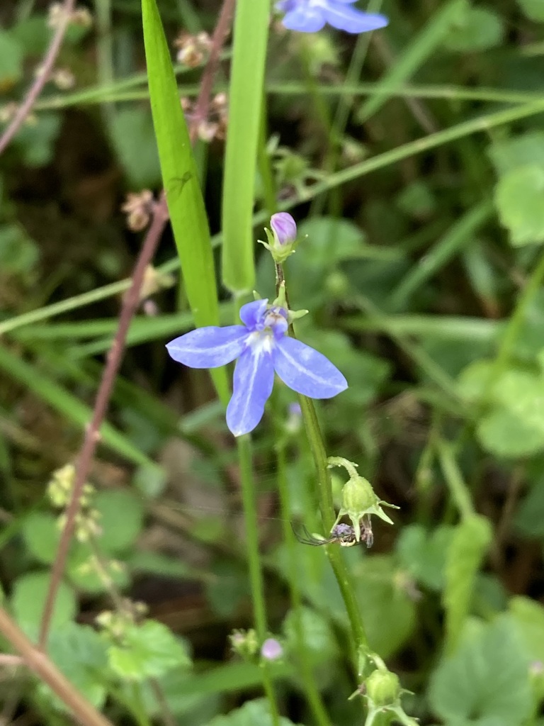 forest lobelia from Border Ranges NSW 2474, Australia on January 19 ...