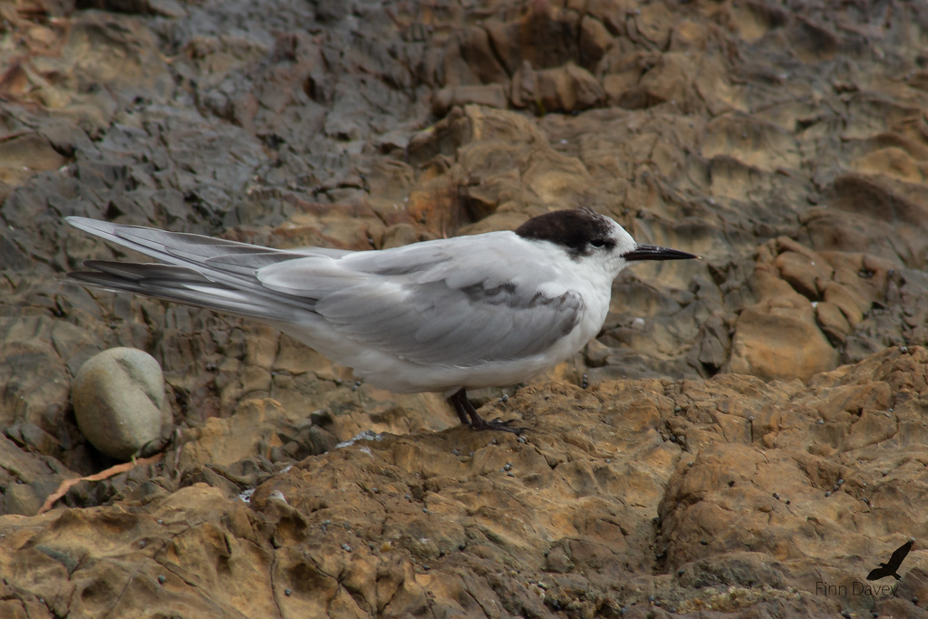 Siberian Common Tern from Plimmerton, Porirua, New Zealand on February ...