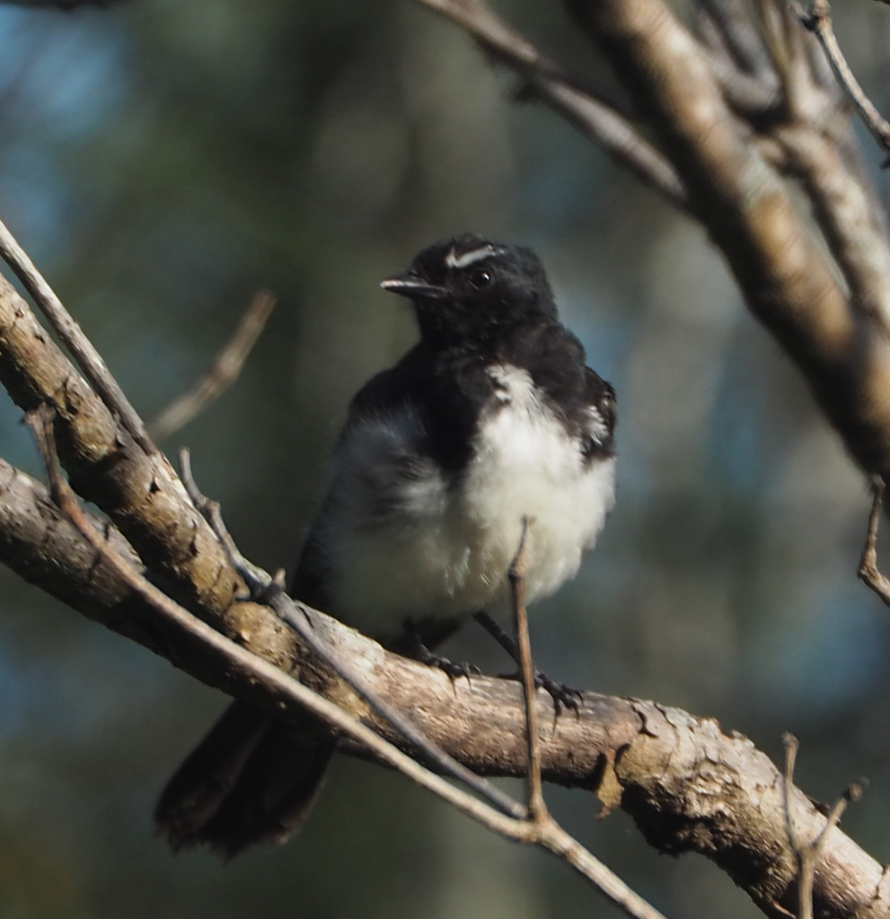 Willie Wagtail from Culburra Beach NSW 2540, Australia on January 27 ...