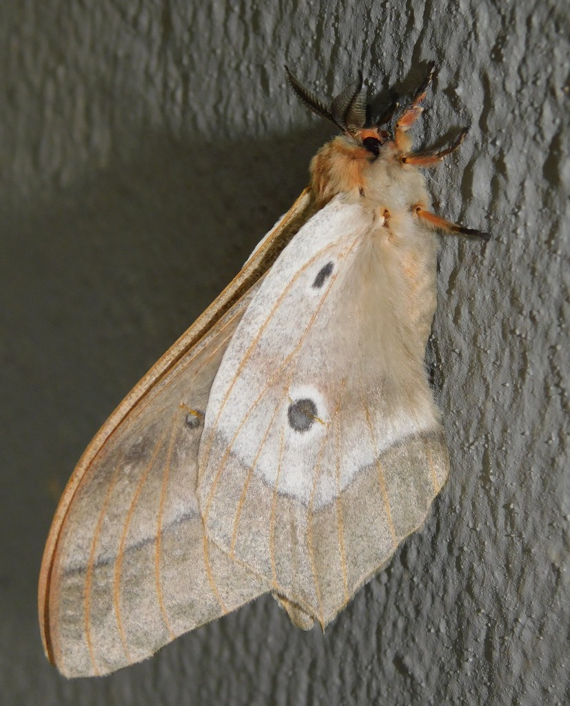 Pallid Emperor (Moths and Butterflies of the Mfolozi River catchment ...