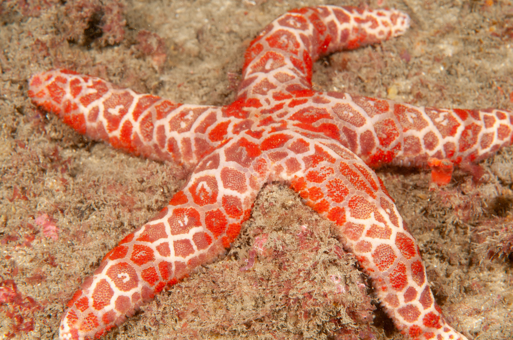 Mosaic Sea Star from "Captain Cook's landing place, Kurnell, Australia ...