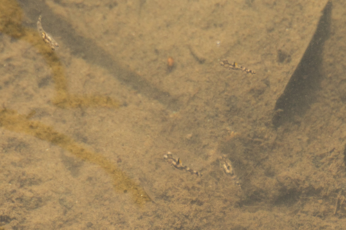 Roux's Dwarfgoby (Pandaka rouxi) · iNaturalist