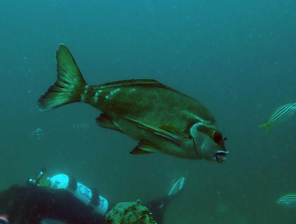 Red Morwong from Great Lakes, AU-NS, AU on December 30, 2021 at 11:40 ...