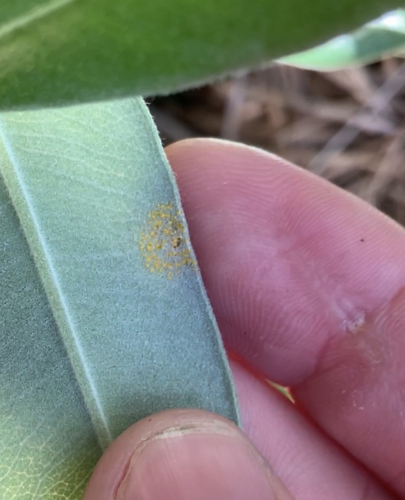 Myrtle Rust from Hahei 3591, New Zealand on December 24, 2021 at 09:32 ...