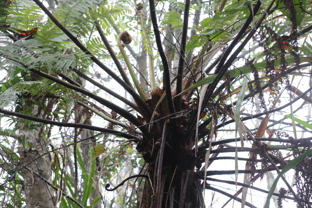 Spiny Tree Fern from 311台灣新竹縣五峰鄉天湖產業道路 on February 2, 2022 at 05:11 PM ...