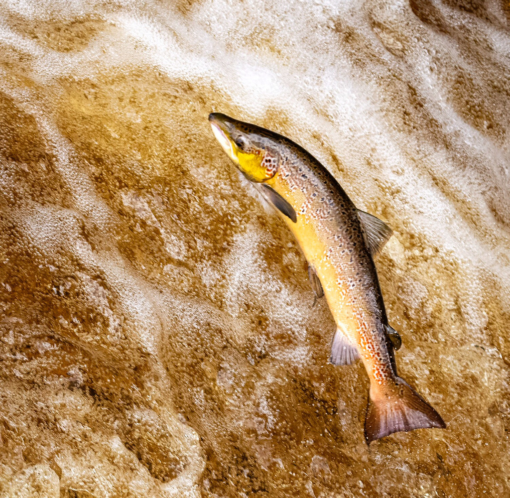 Atlantic Salmon (Fish of the great lakes watershed) · iNaturalist