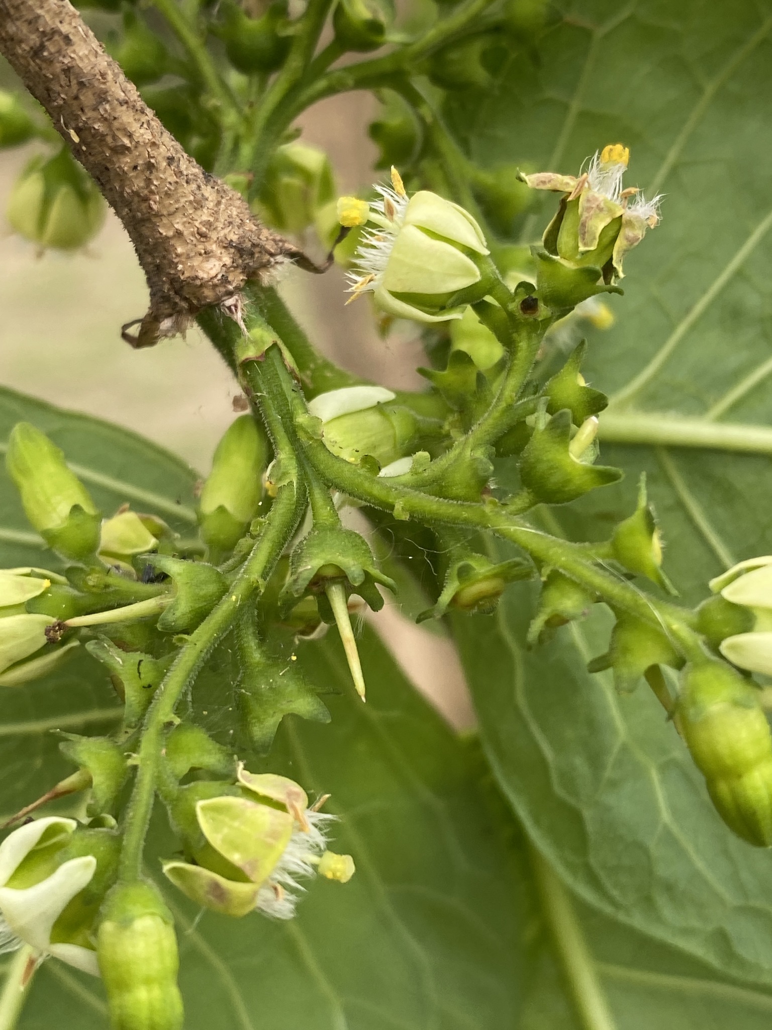 Vangueria madagascariensis J.F.Gmel.
