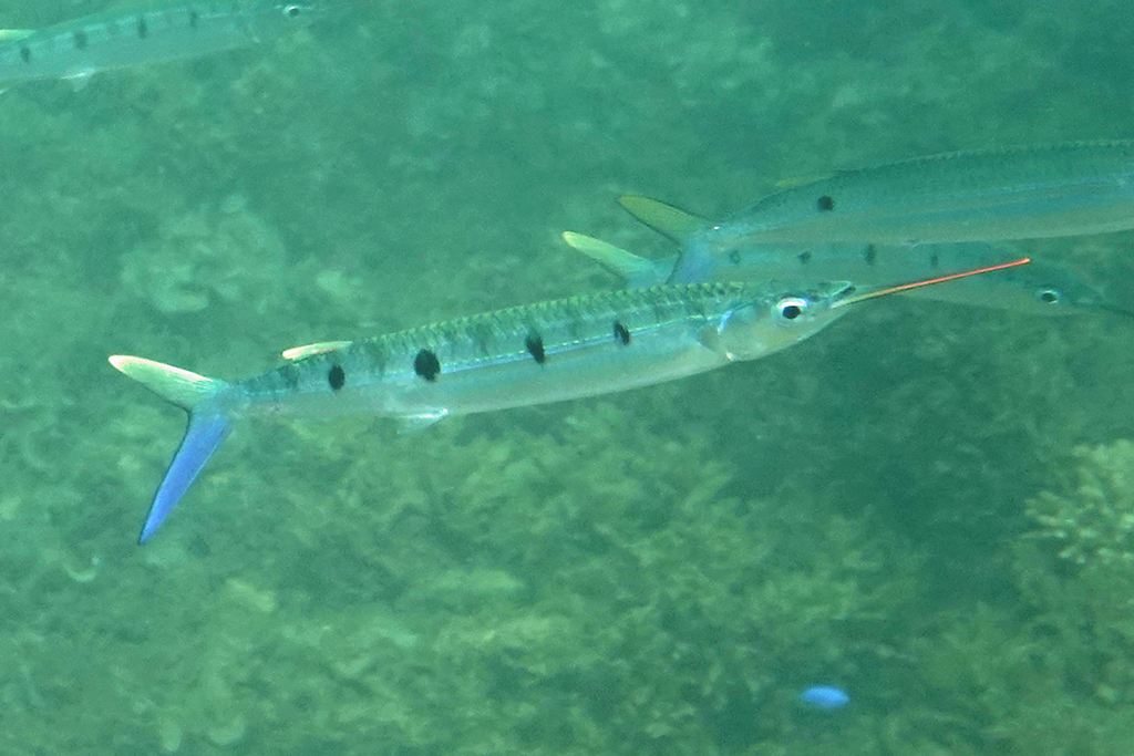 Black-barred Halfbeak (Hemiramphus far) - Marine Life Identification