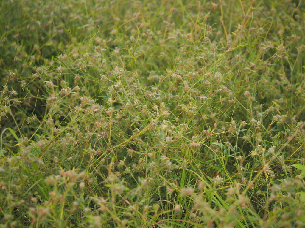 Stylosanthes guianensis ( Especies Introducidas e Invasoras de ...