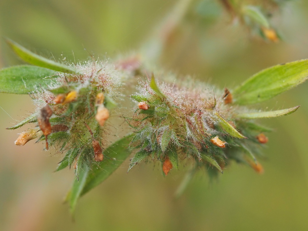 Stylosanthes guianensis from 台灣台東縣 on January 4, 2022 at 08:40 AM by 葉子 ...