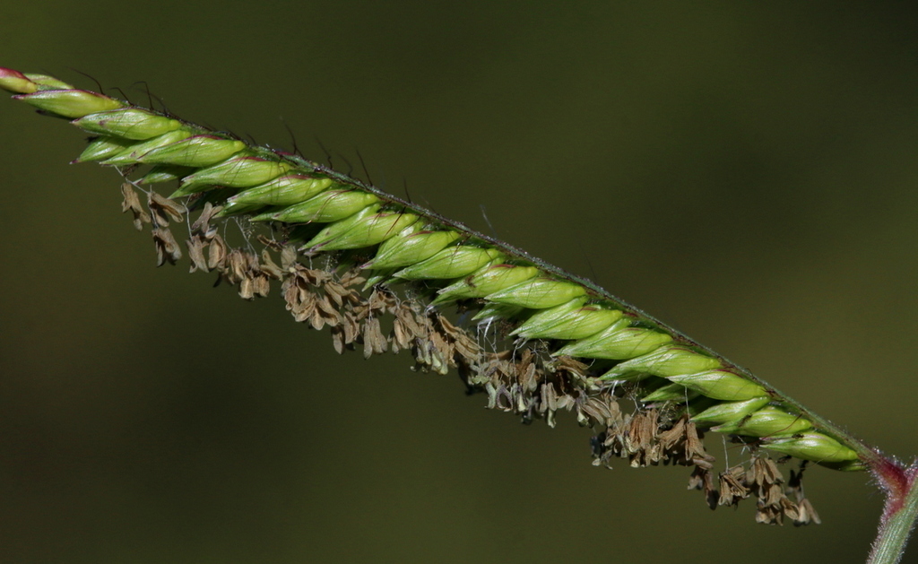 Bushveld Signal Grass from Rietfontein, Pretoria, 0084, South Africa on ...