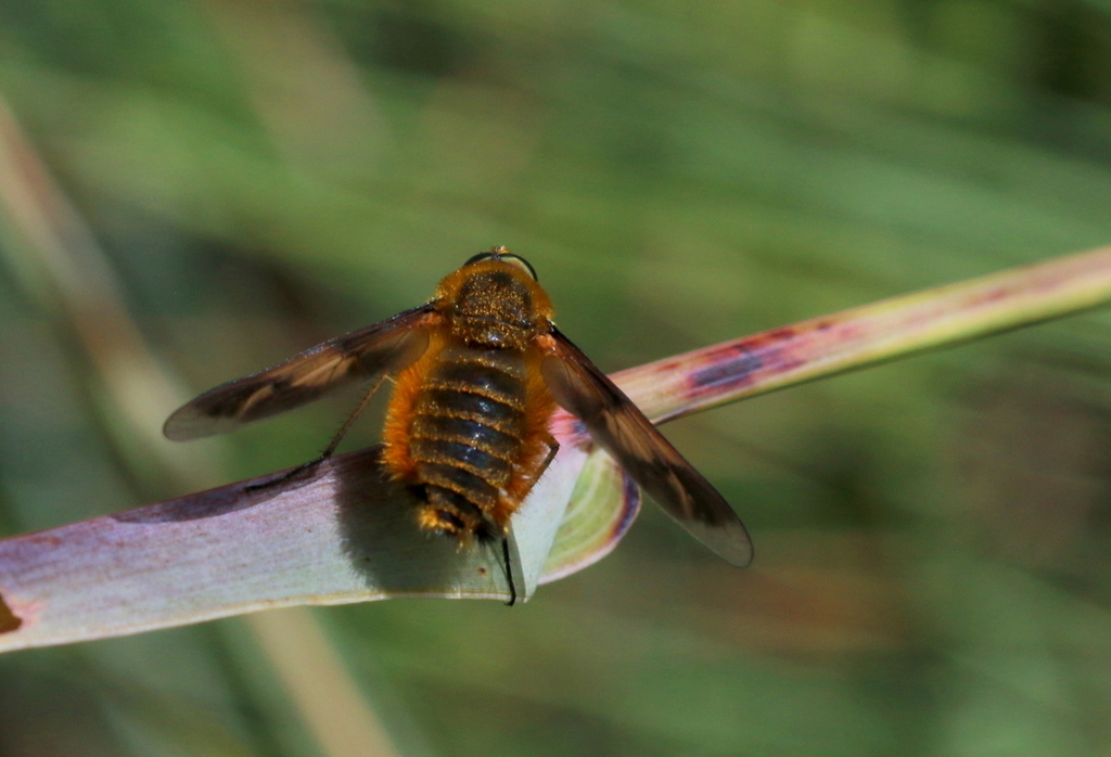 Orange Beefly from Villieria, Pretoria, 0186, South Africa on February ...
