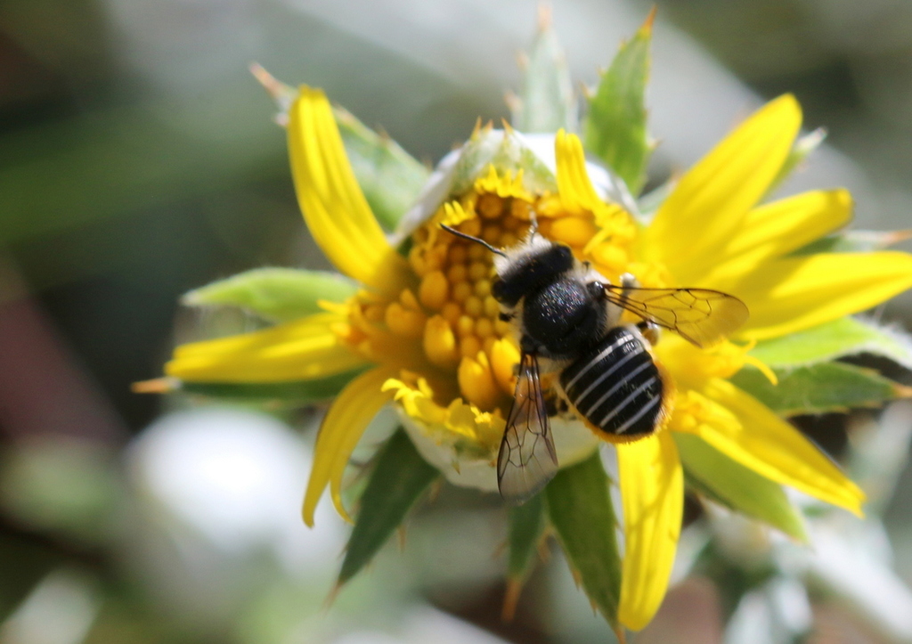 African Carder Bee from Rietfontein, Pretoria, 0084, South Africa on ...