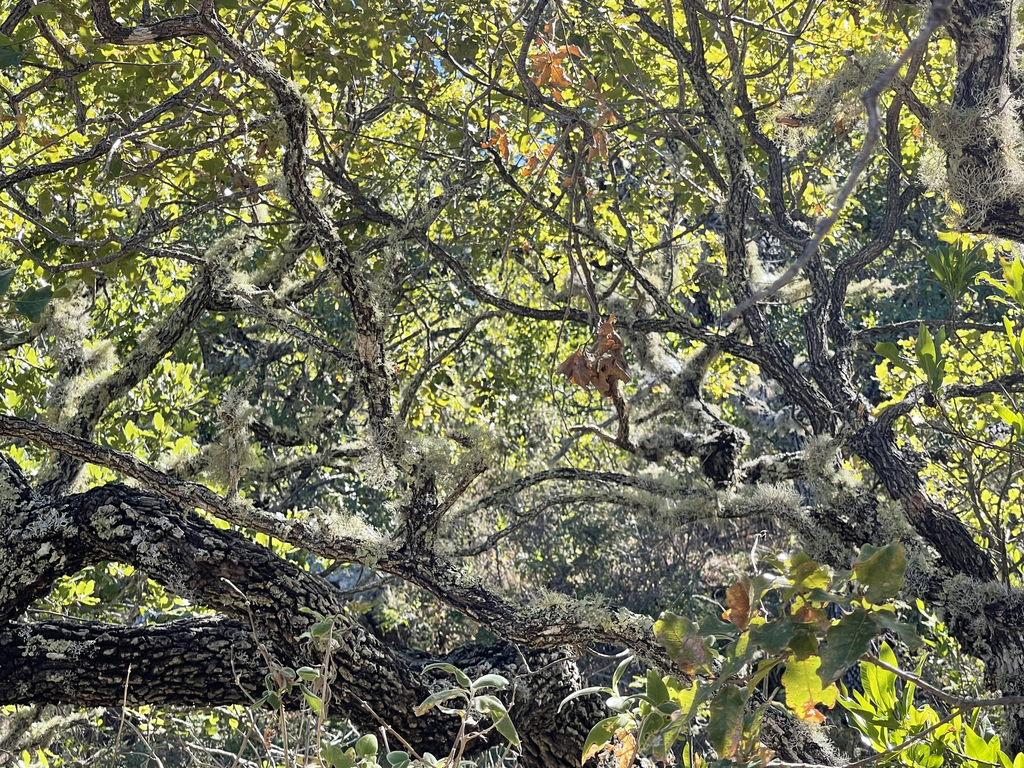 Quercus tuberculata from Los Cabos, Baja California Sur, Mexico on ...