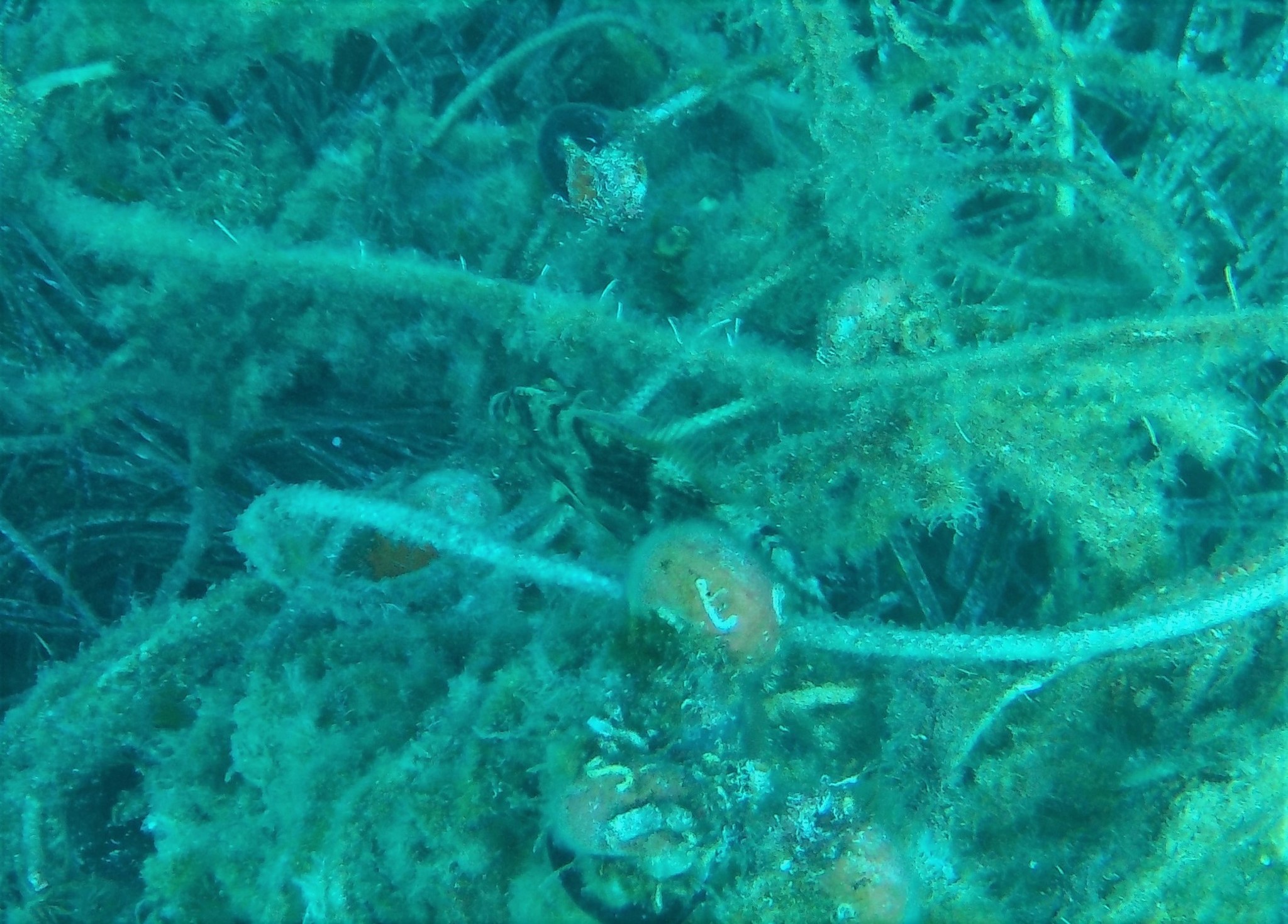 Stephanolepis diaspros Fraser-Brunner, 1940