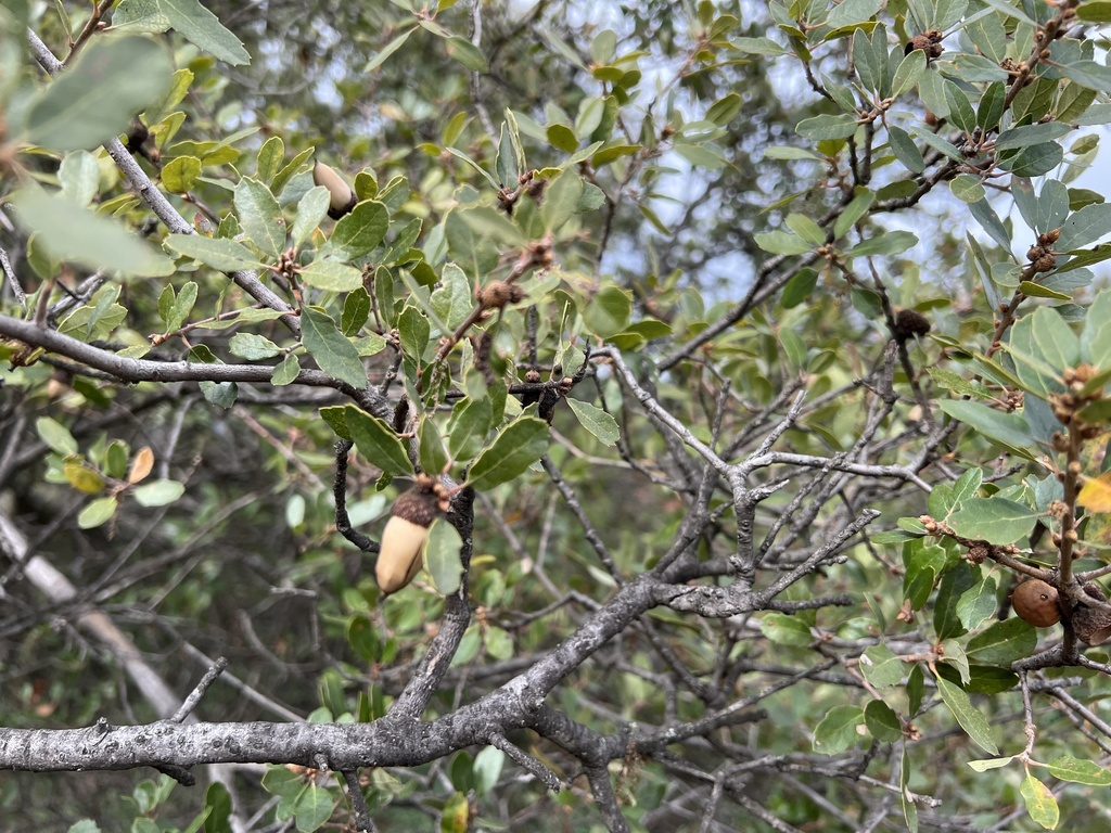 Torrey's Hybrid Oak from Skyline Truck Trail, Jamul, CA, US on January ...