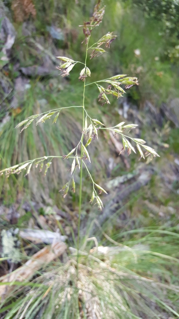 California fescue (Principal Plant Communities of California - Coastal ...