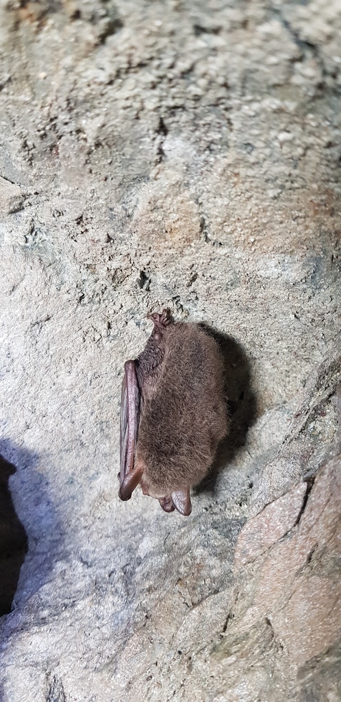 Far Eastern Myotis in February 2021 by Amaël Borzée · iNaturalist