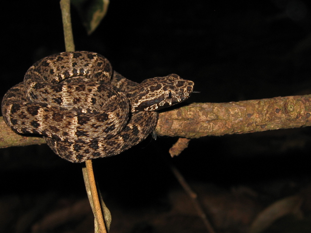 Common Lancehead (Bothrops atrox) - Snakes and Lizards