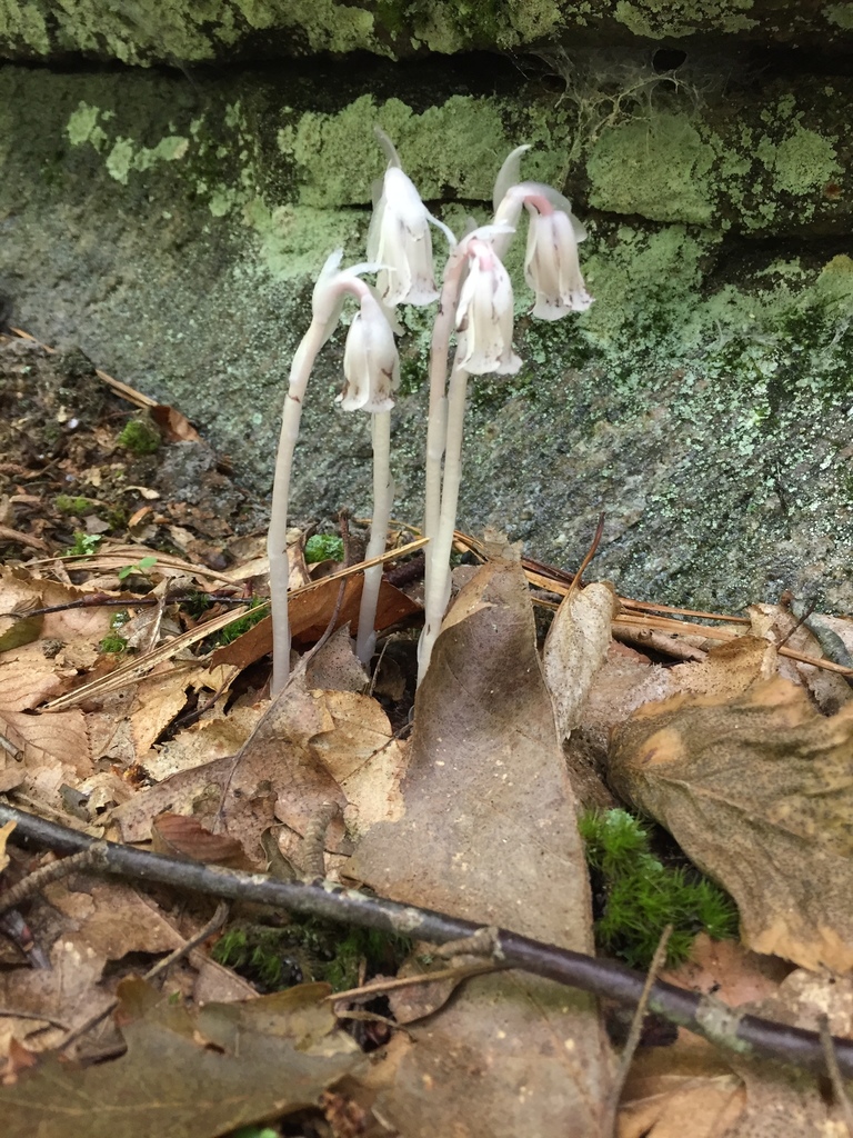 Ghost Pipe from Charlestown, RI, USA on July 5, 2018 at 12:18 PM by ...