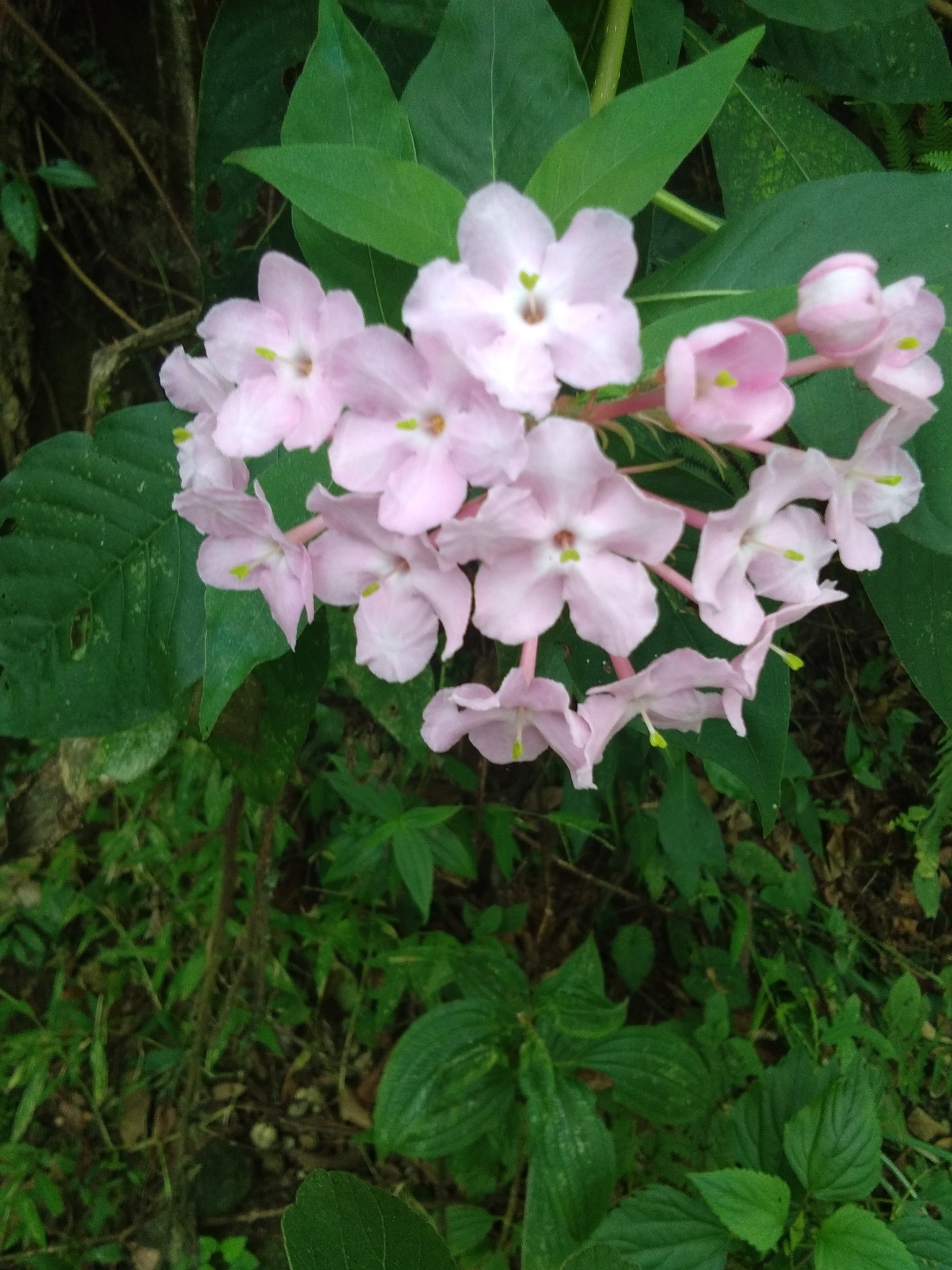Luculia gratissima (Wall.) Sweet