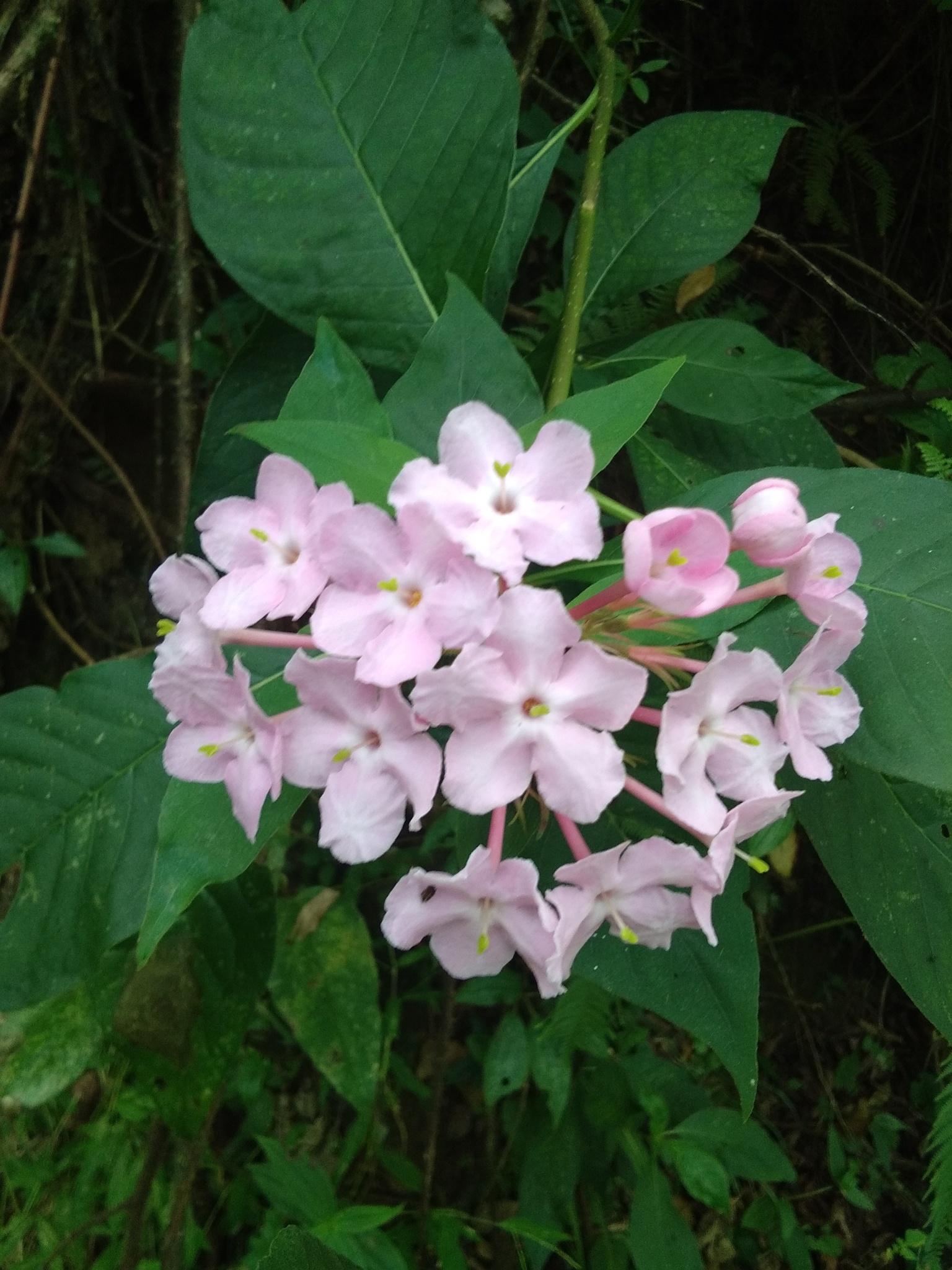 Luculia gratissima (Wall.) Sweet