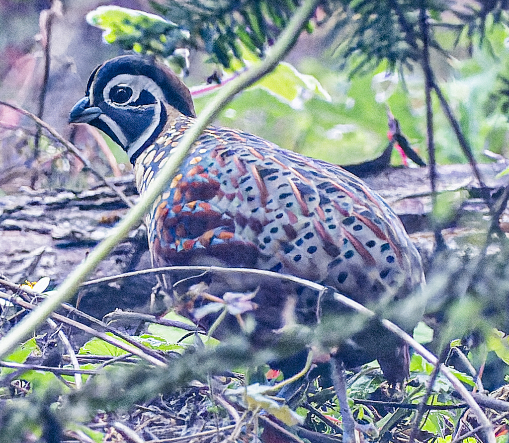Ocellated Quail (A Guide to New World Quail) · iNaturalist
