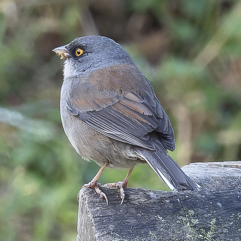 Yellow-eyed Junco from Tecpán Guatemala, Guatemala on February 01, 2022 ...