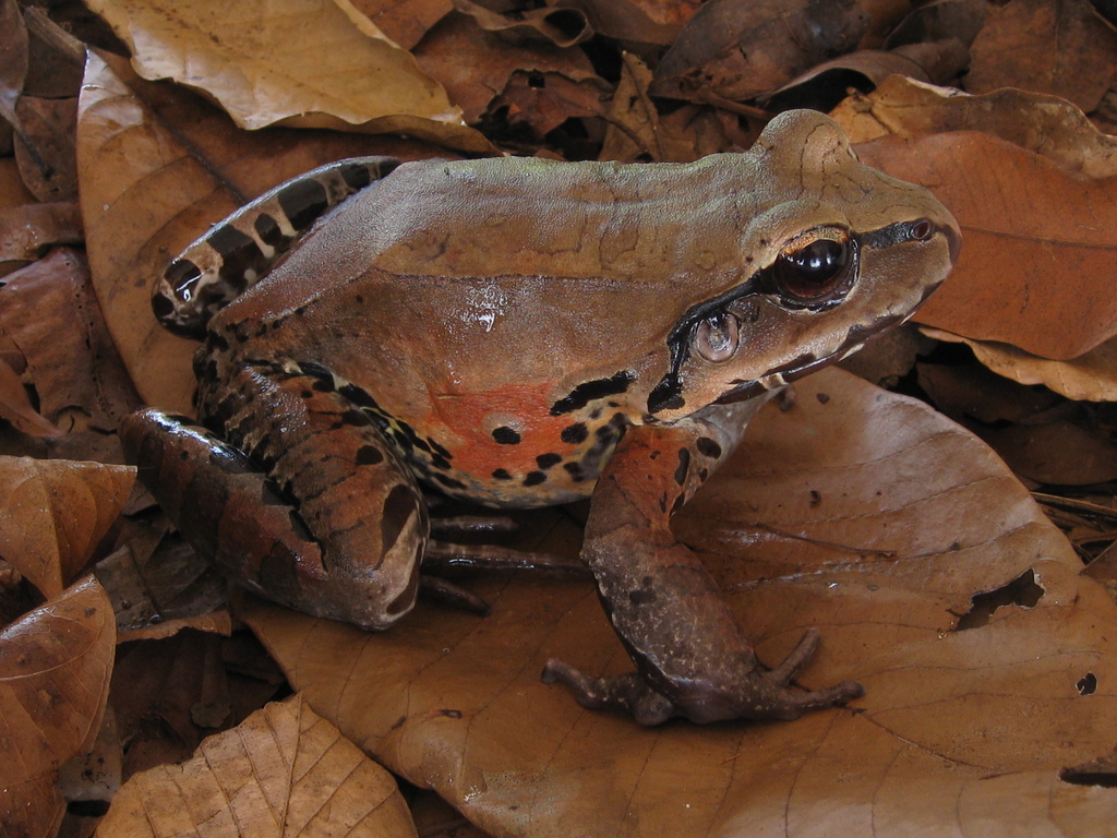 Smoky Jungle Frog (Sacramento Zoo Species) · iNaturalist