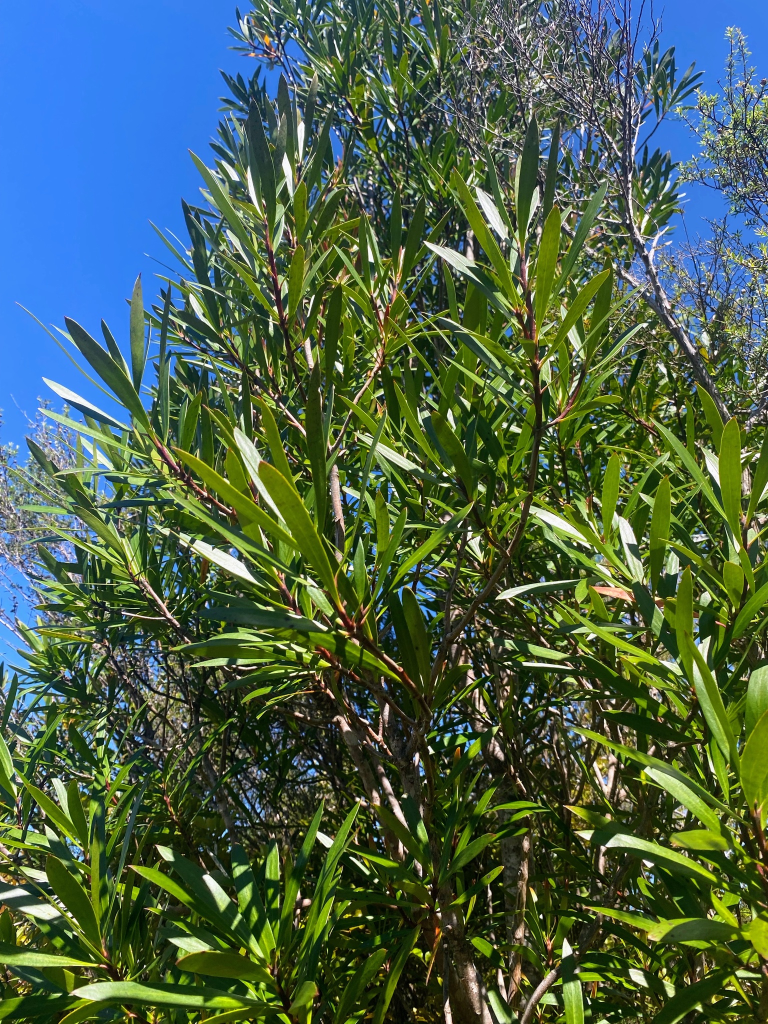 Toronia L.A.S.Johnson & B.G.Briggs