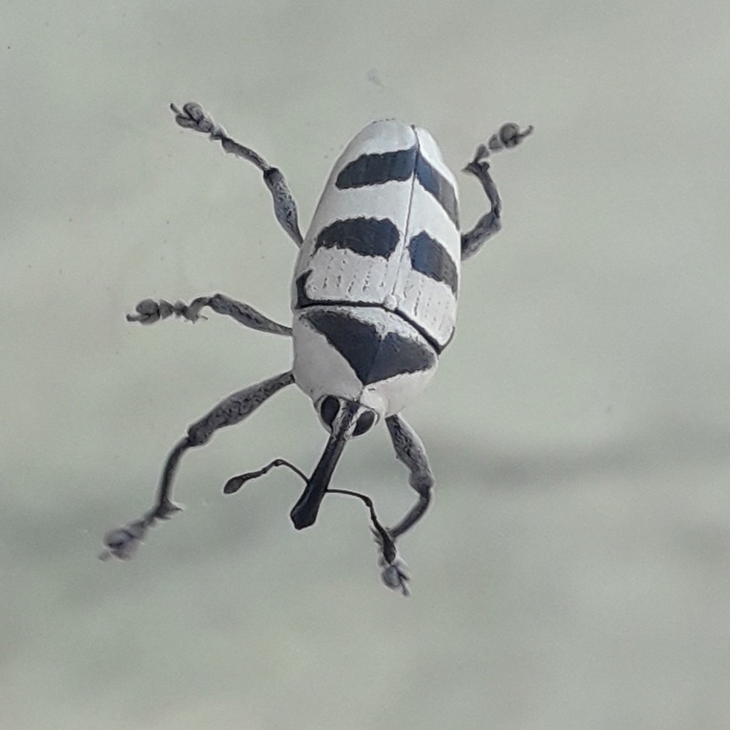 Cholus annulatus from Santa Fe, Argentina on January 28, 2022 at 10:08 ...