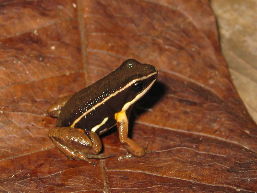 Spotted-thighed Poison Frog from Altamira - PA, Brasil on August 7 ...